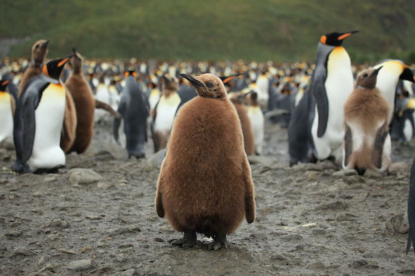 Antarctica in January