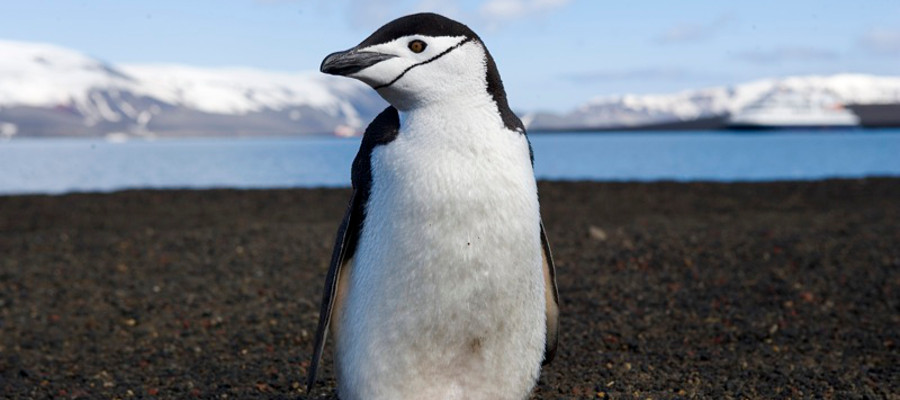 Antarctica Penguins: Pictures, Facts and Information