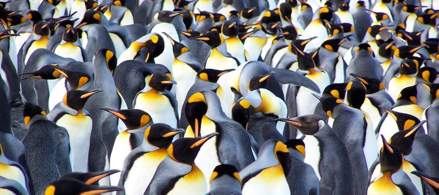 Antarctica Penguins: Pictures, Facts and Information