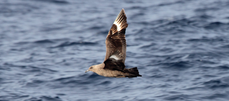 Antarctica Seabirds: Pictures, Facts and Information