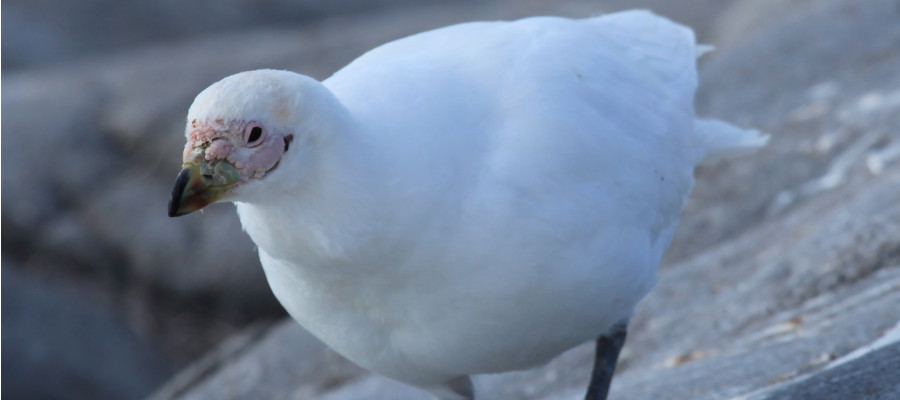 Antarctic Birds