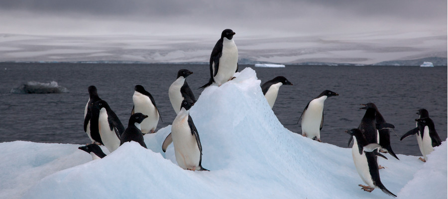 Antarctica Penguins: Pictures, Facts and Information