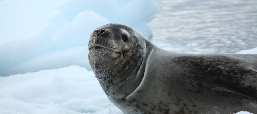 Antarctic Animals Seals